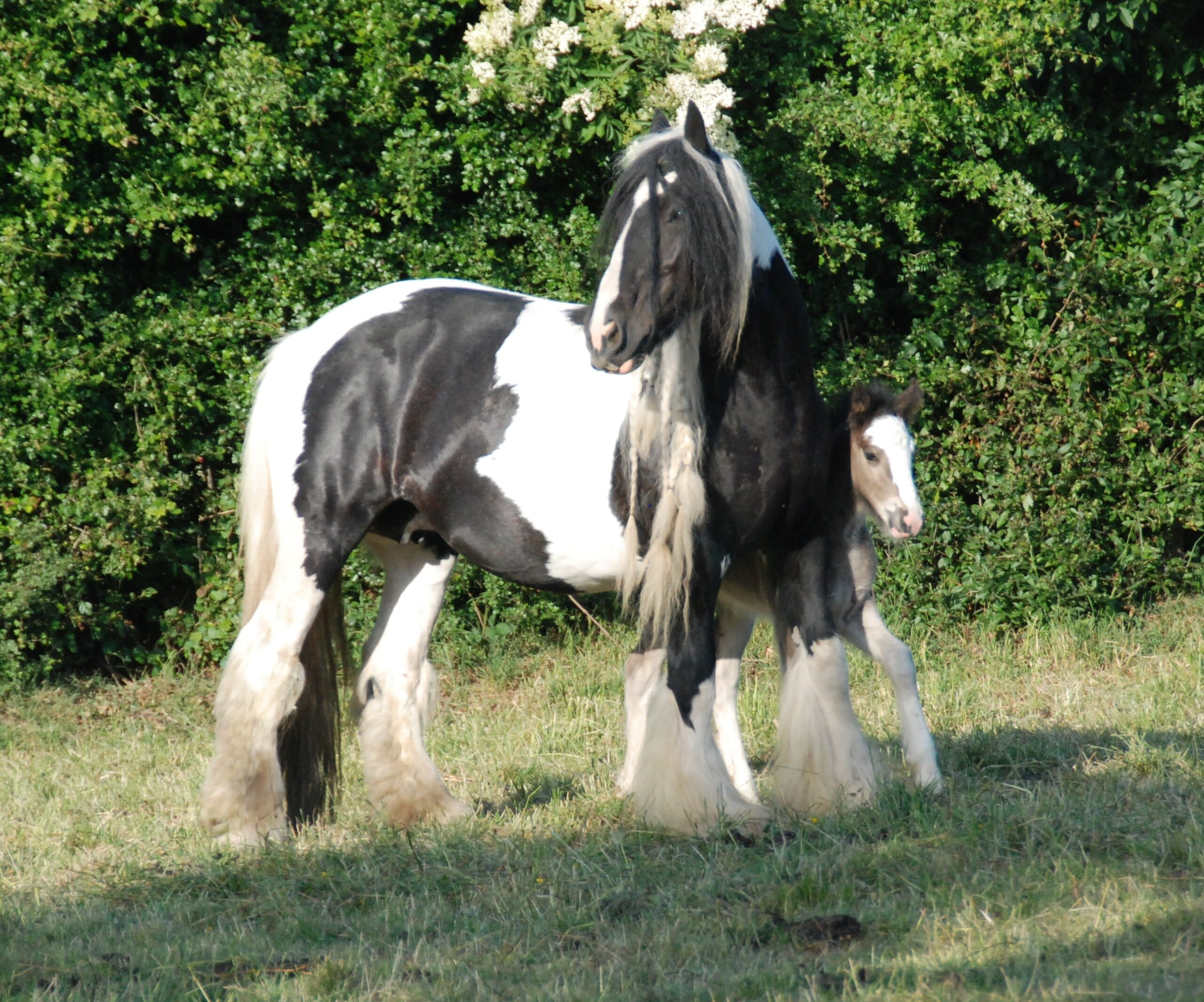 Queen Puck - Elevage du Bois Chenu